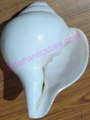 Blowing Original Puja Shankh