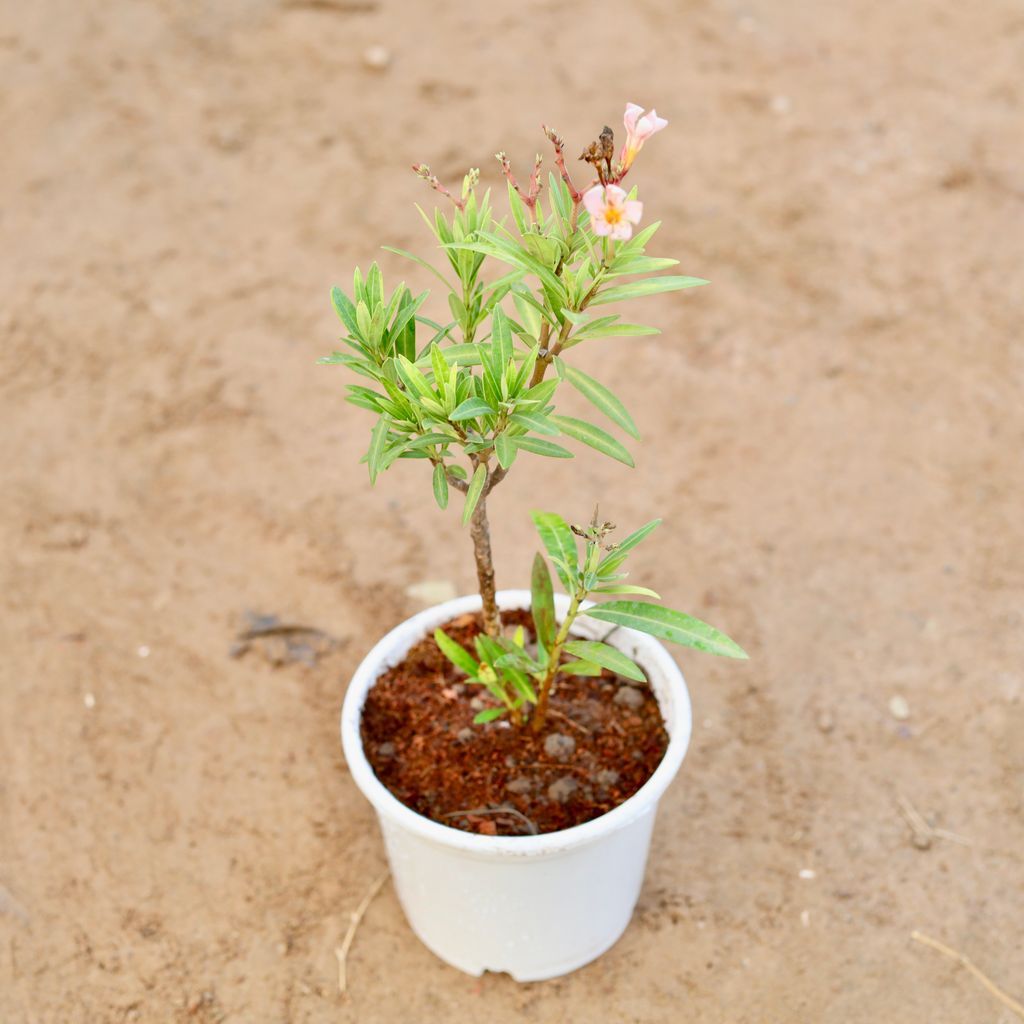 Free Next Day Delivery | Kaner / Oleander Dwarf (any colour) in 6 Inch ...