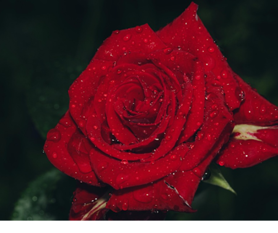 Symbolic Meaning of Plants and Flowers: Guide for Every Home