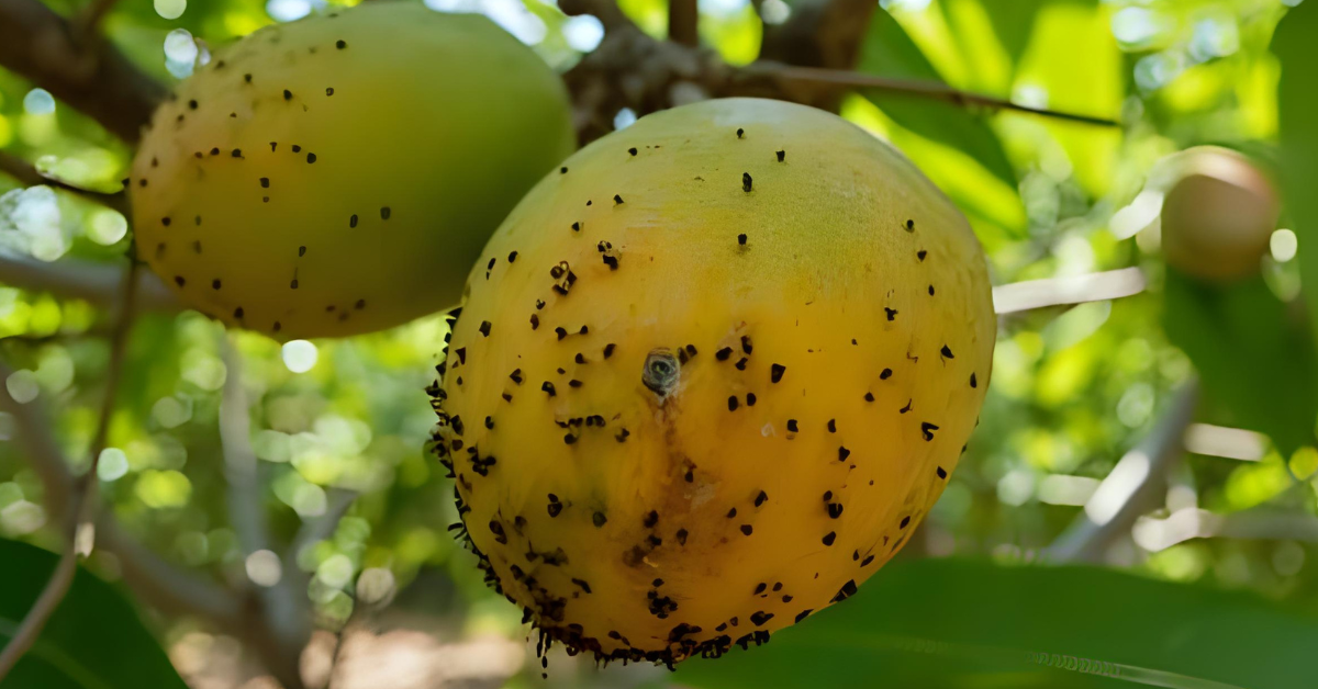 Common Mango Tree Diseases & Natural Treatments