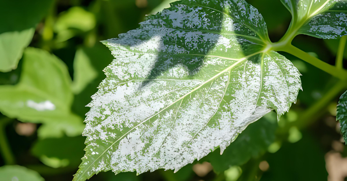 Common Mango Tree Diseases & Natural Treatments