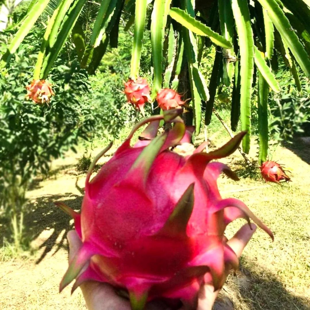 Different and Unique Dragon Fruit Varieties to grow in India